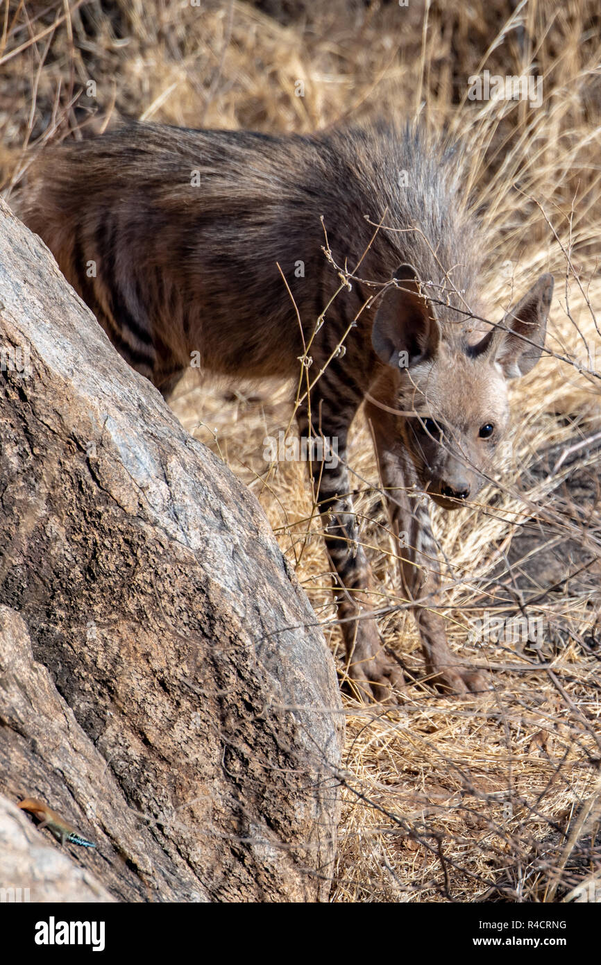 Hyène rayé Banque de photographies et d’images à haute résolution - Alamy