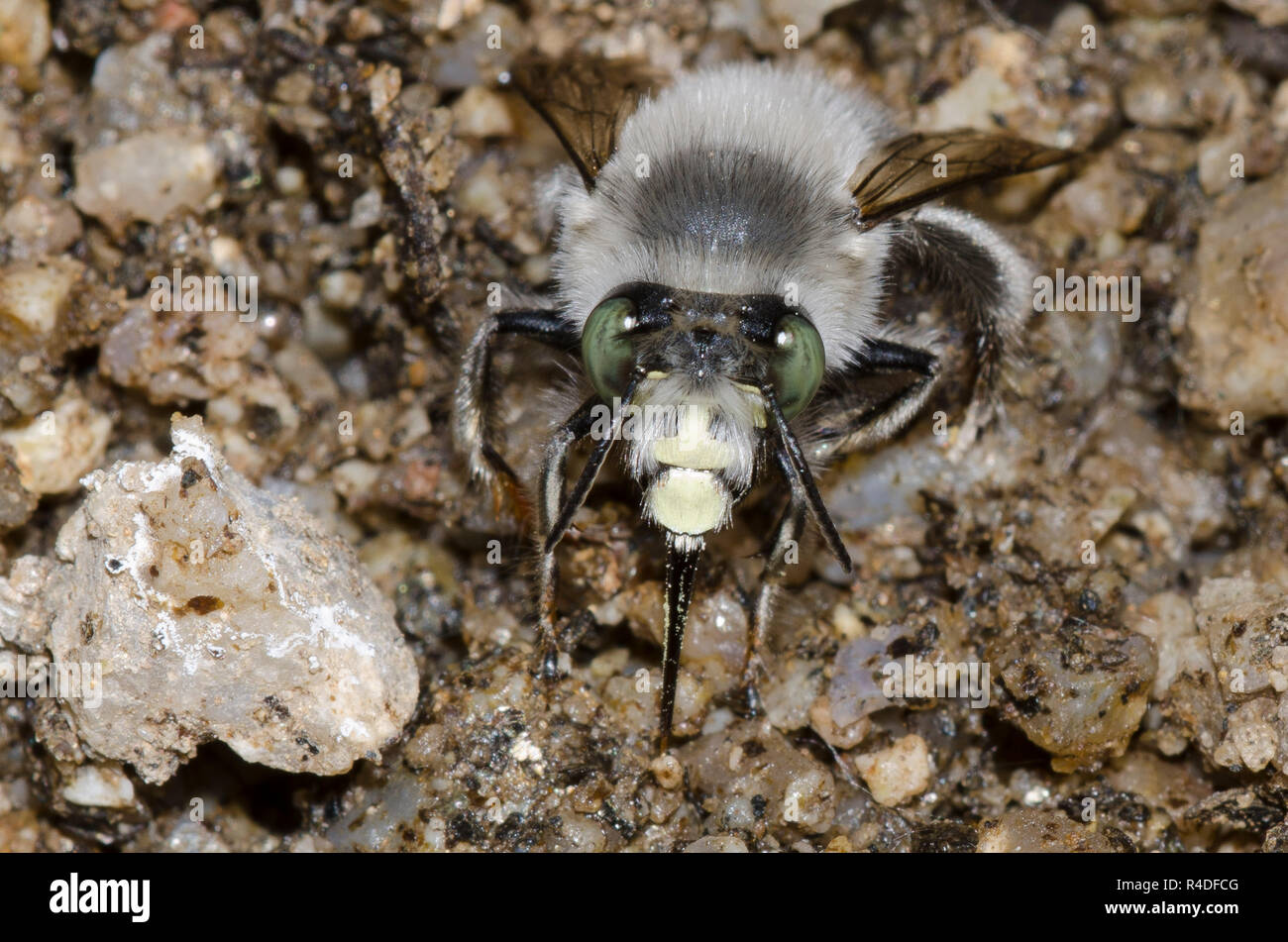 Anthophora bee anthophora sp Banque de photographies et d’images à ...