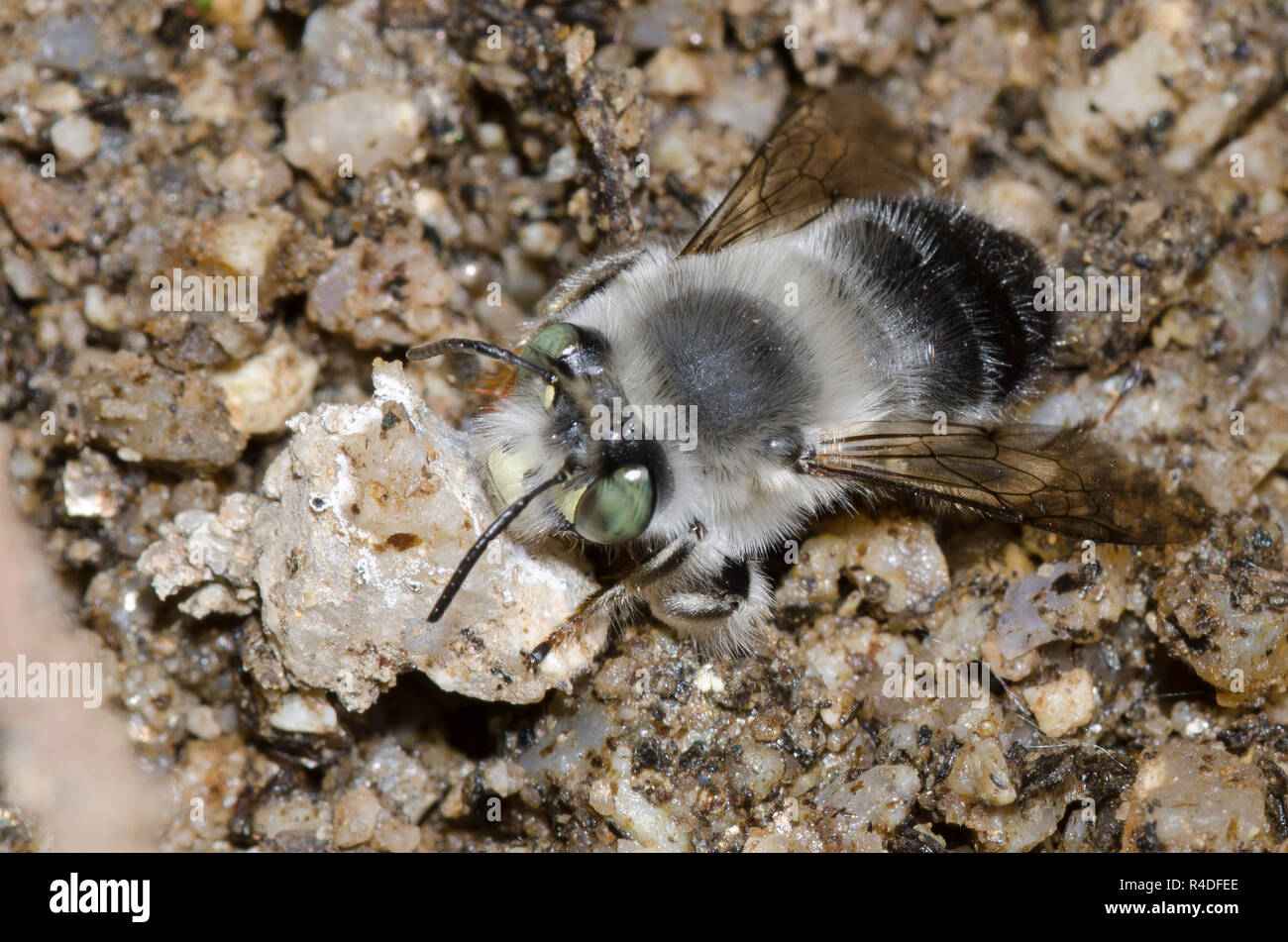 Anthophora bee anthophora sp Banque de photographies et d’images à ...