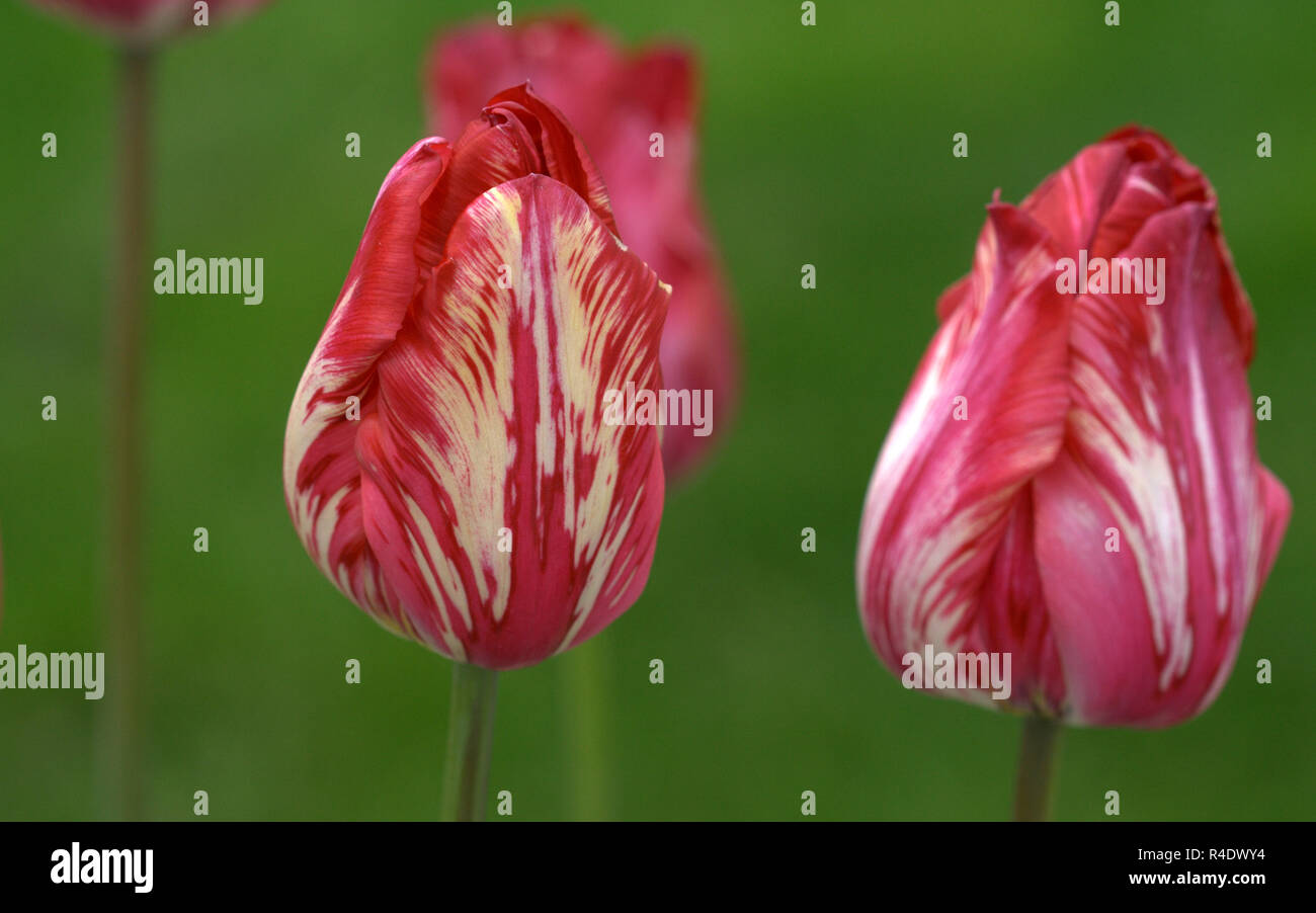 Tulipe saskia Banque de photographies et d’images à haute résolution ...
