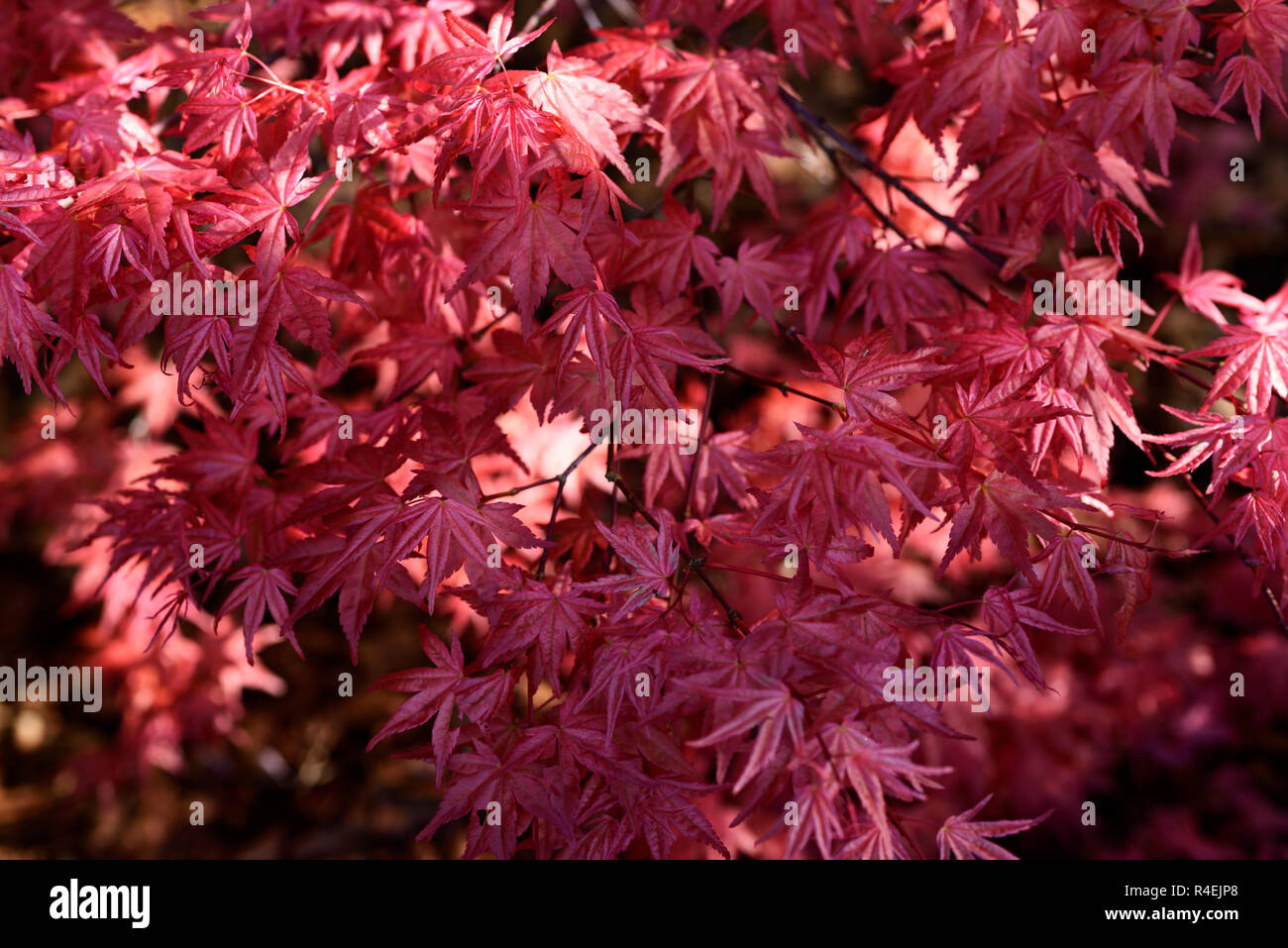 Acer palmatum shindeshojo Banque de photographies et d’images à haute ...