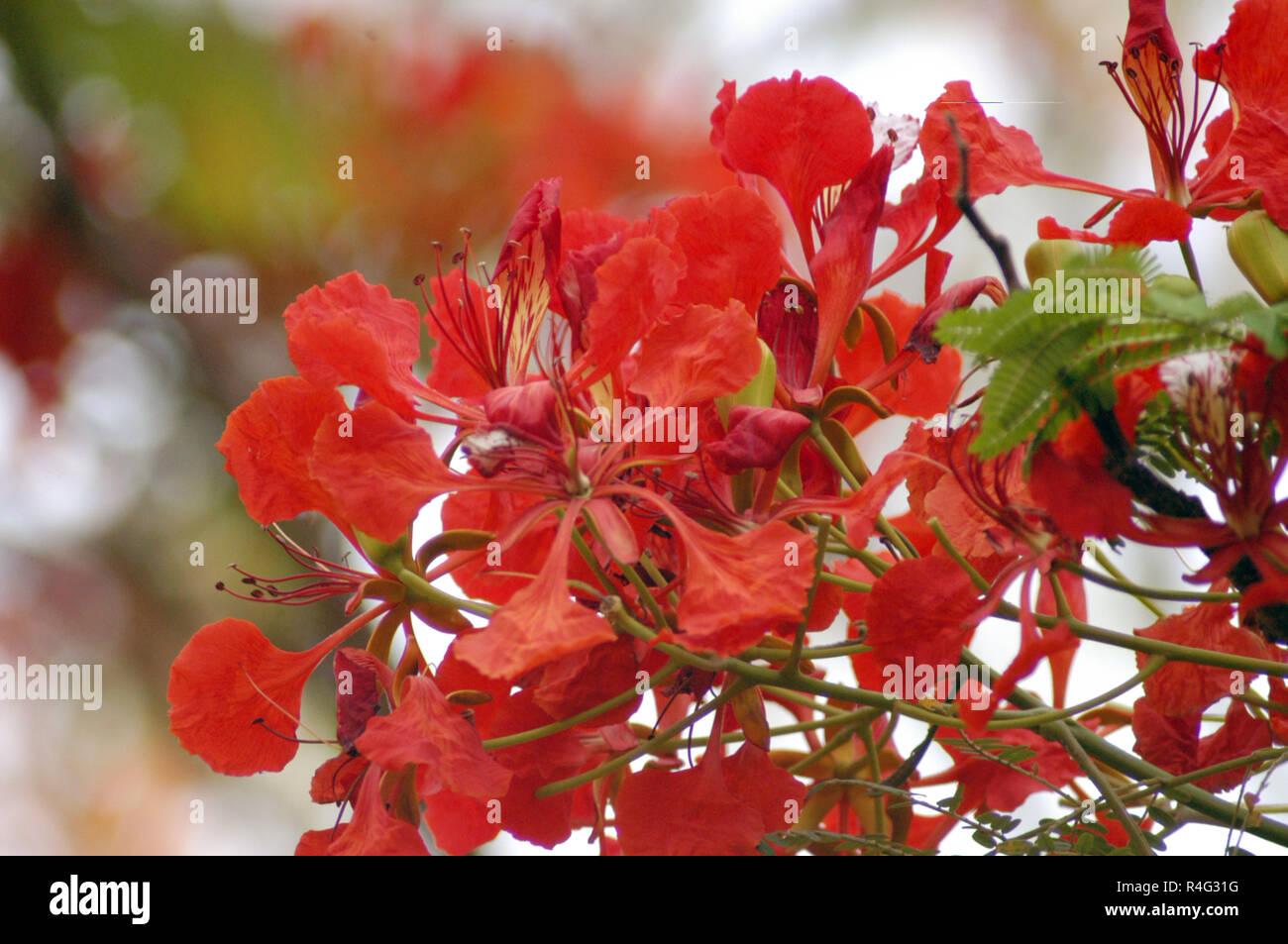Arbre flamboyant image Banque de photographies et d’images à haute ...