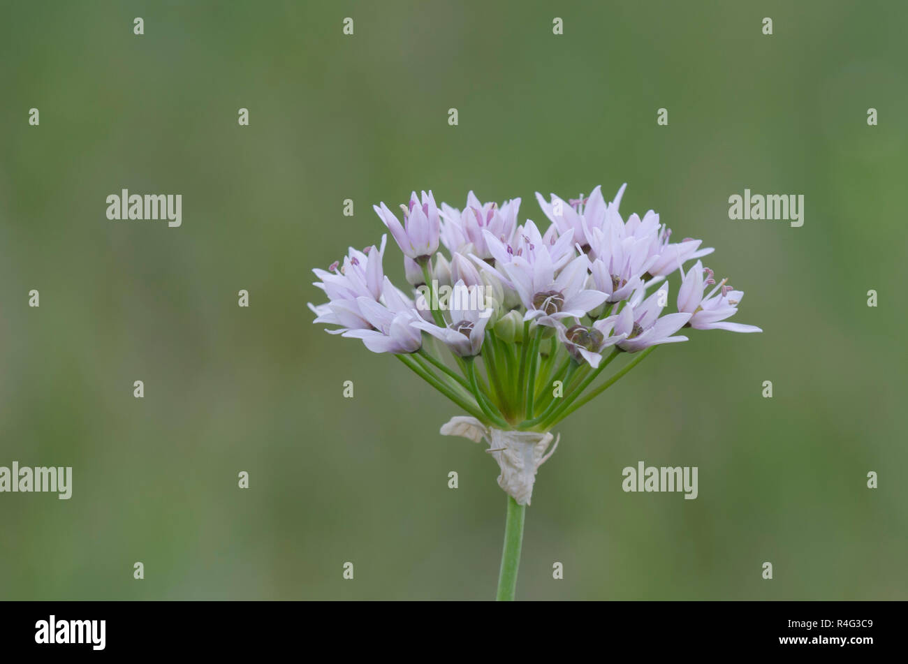 Allium canadense Banque de photographies et d’images à haute résolution ...
