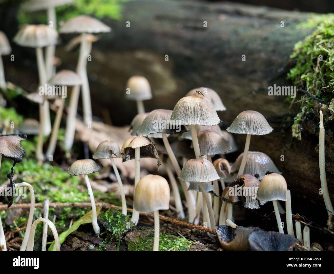 Inky caps Banque de photographies et d’images à haute résolution - Alamy