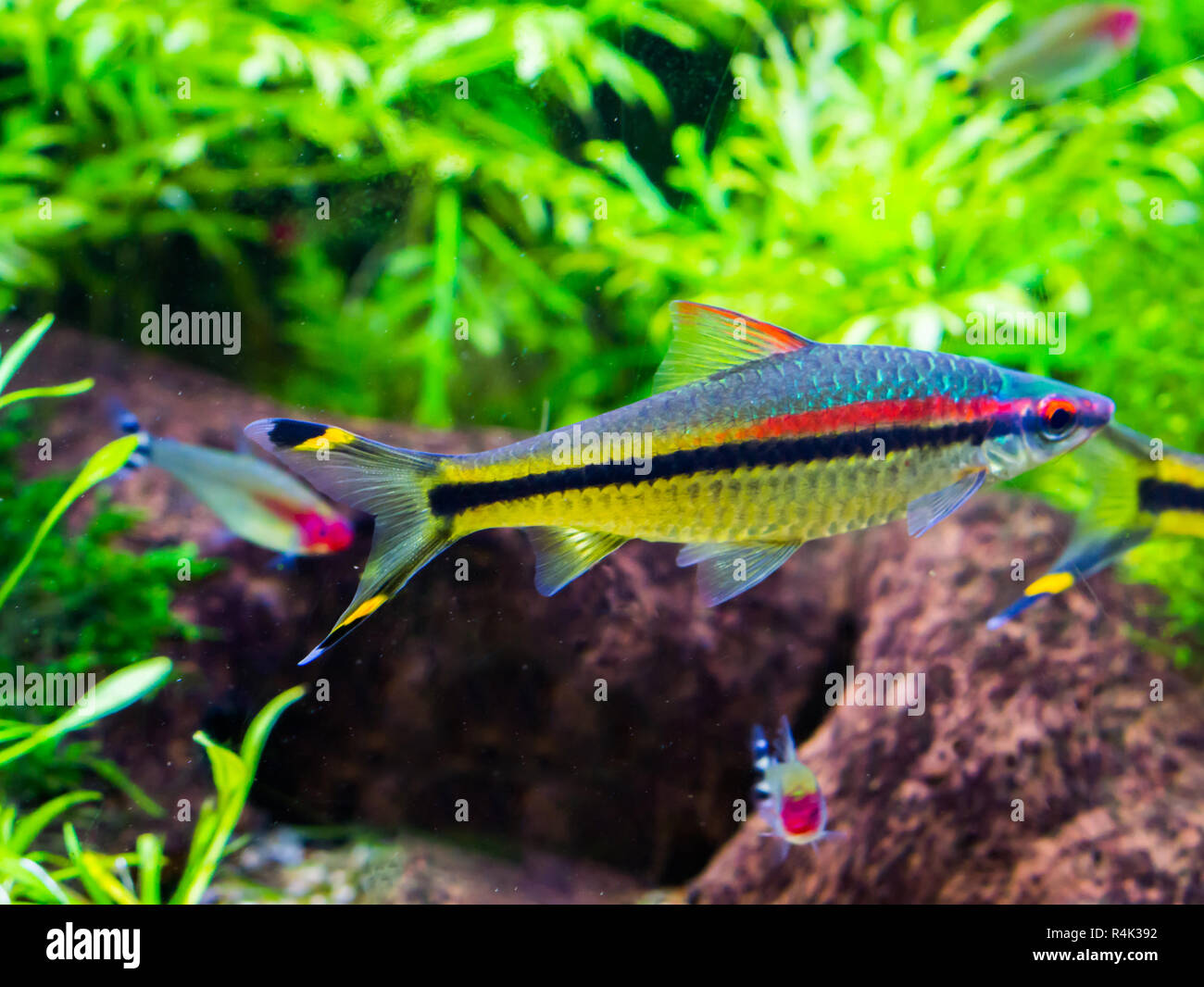Petits et colorés de nage des poissons tetra dans l'aquarium, de l ...