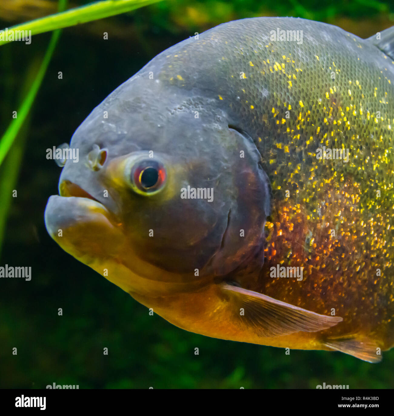 Piranha à ventre rouge en gros plan, une belle et poissons tropicaux ...