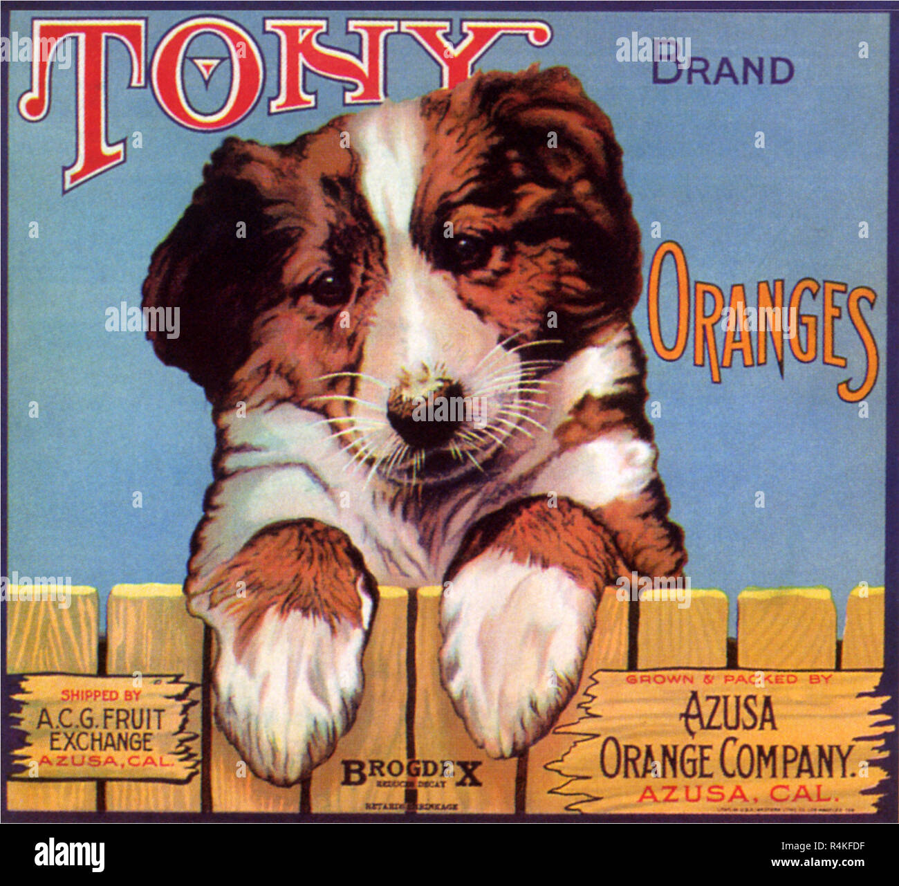 Chien de bête Banque de photographies et d’images à haute résolution ...