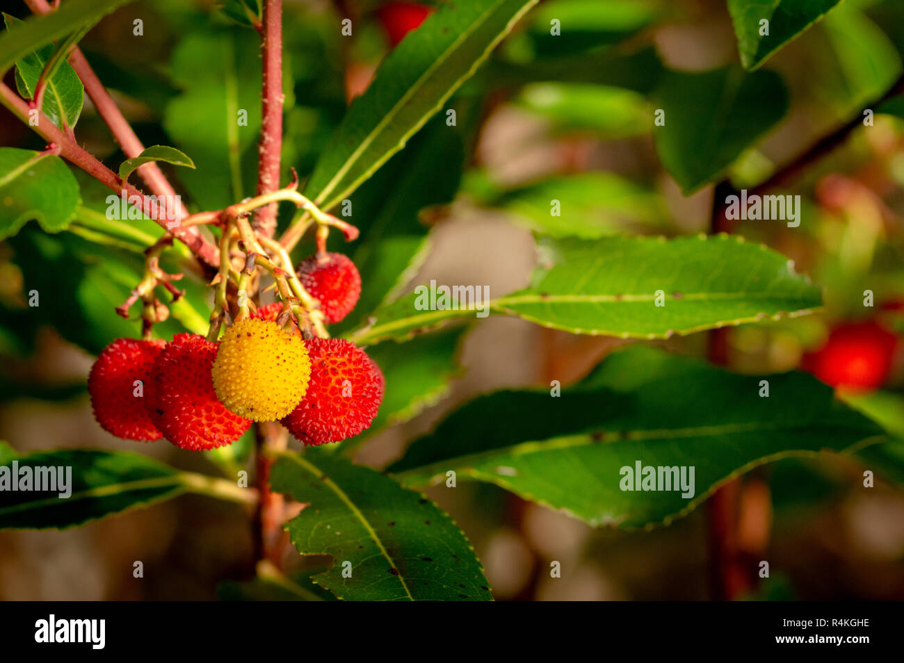 Arbre avec des fruits Banque de photographies et d’images à haute ...