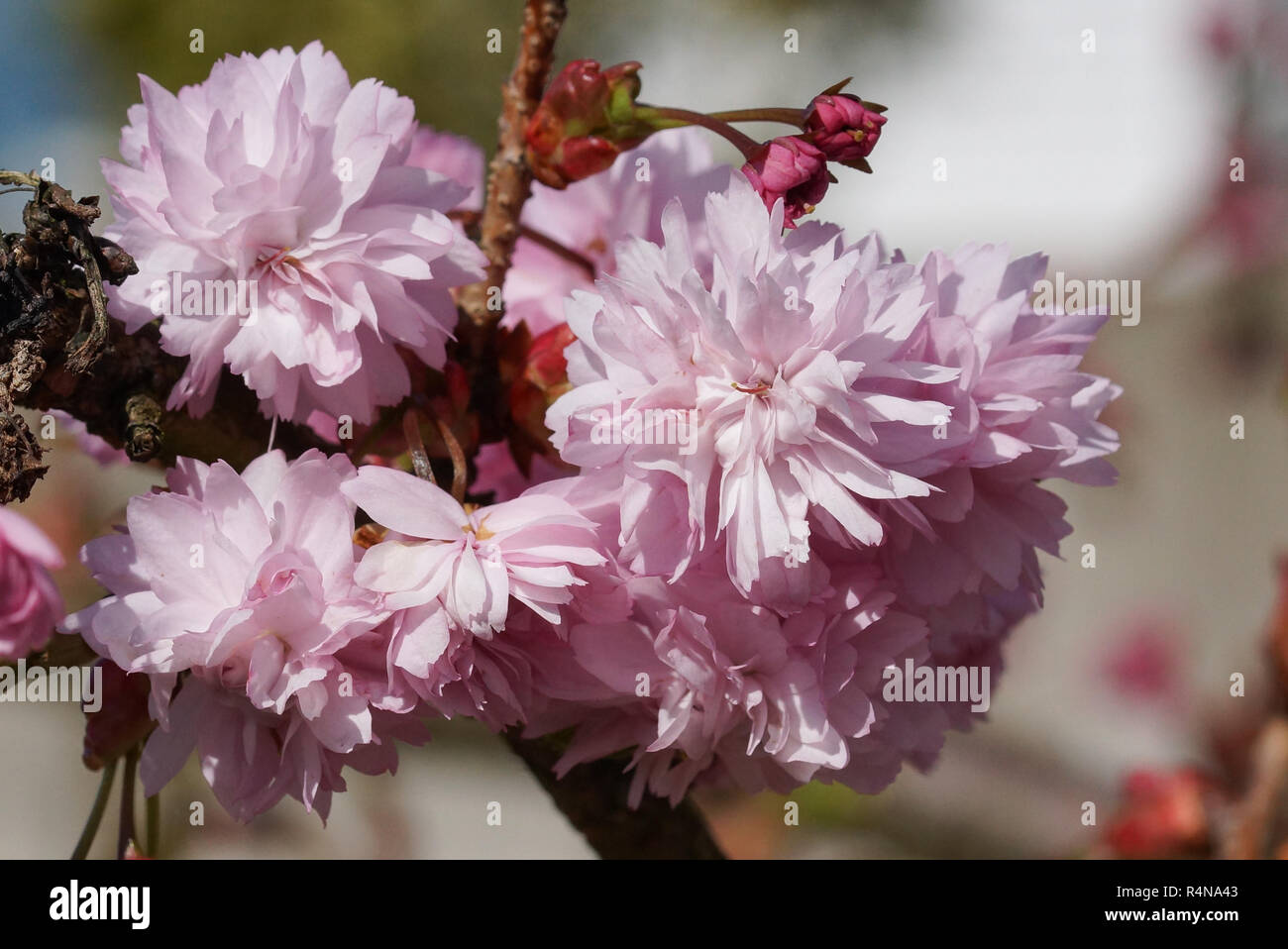Prunus kiku shidare zakura Banque de photographies et d’images à haute ...