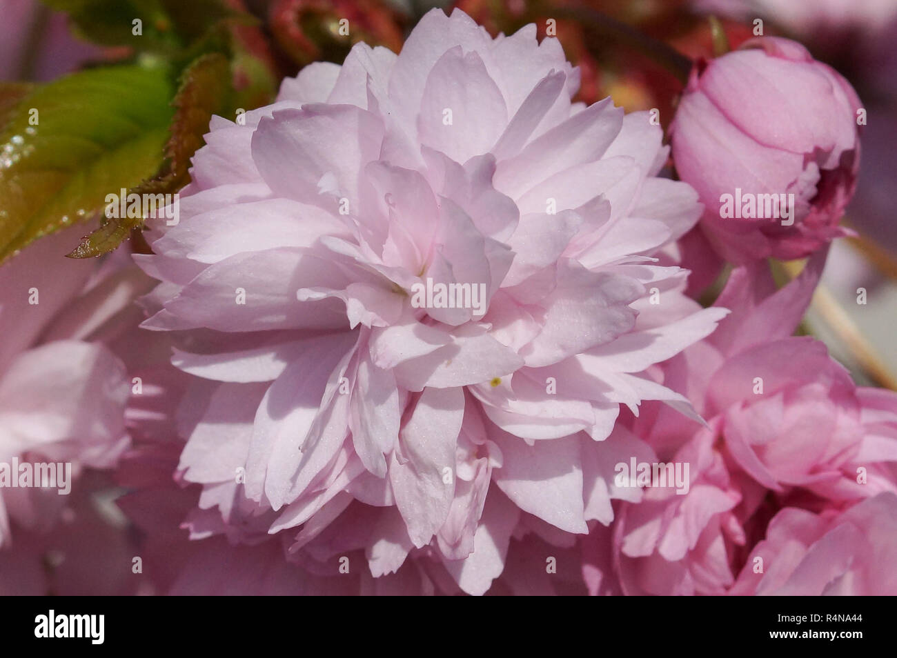 Prunus kiku shidare zakura Banque de photographies et d’images à haute ...