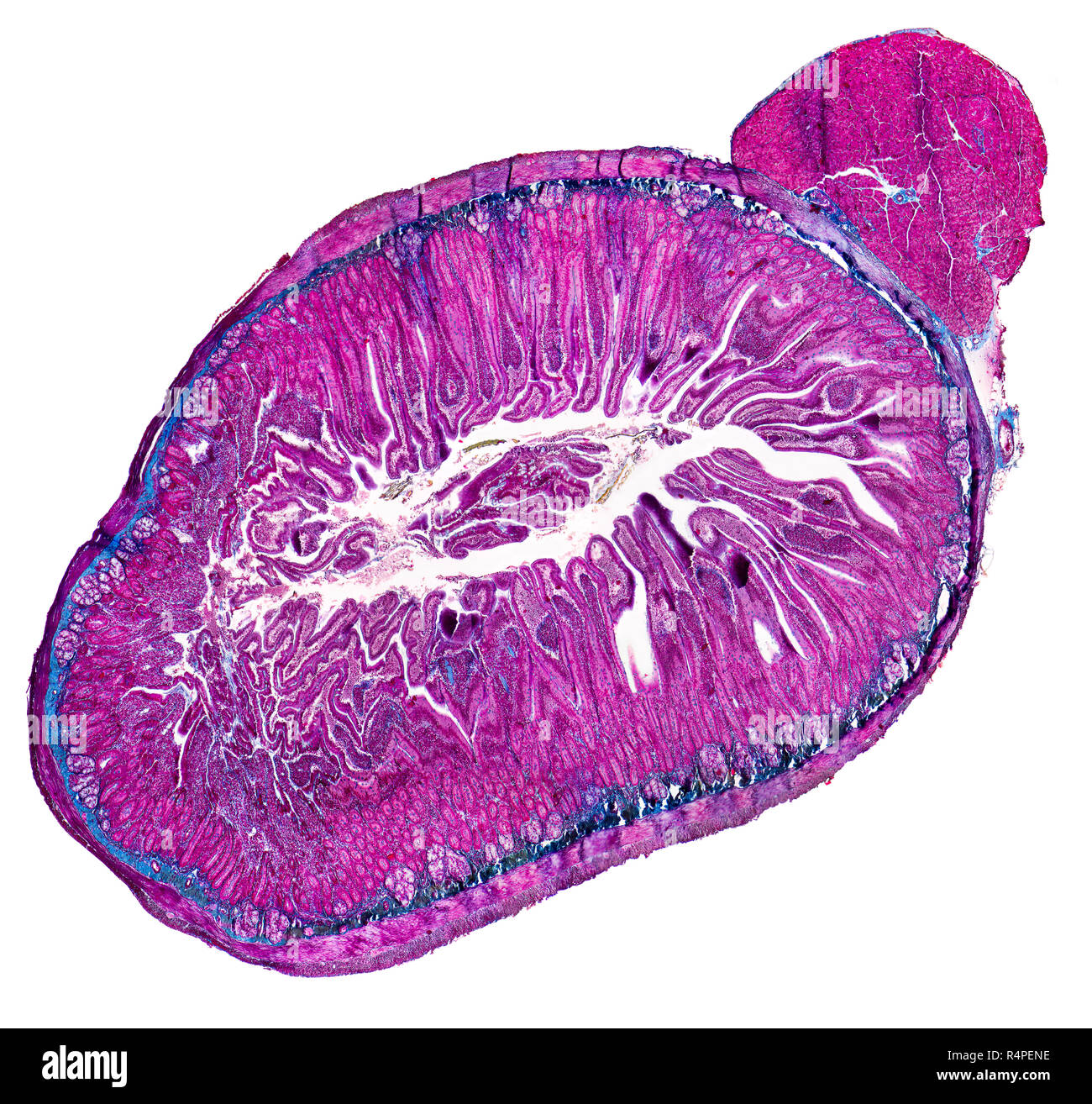 Cross section of the duodenum Banque de photographies et d’images à ...