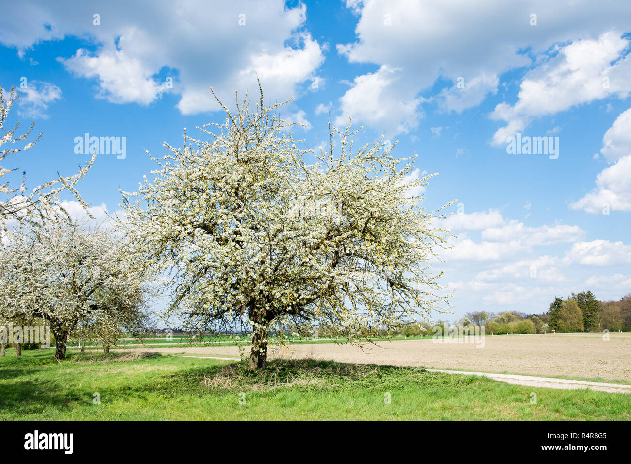 Arbres fruitiers en fleurs Banque de photographies et d’images à haute ...
