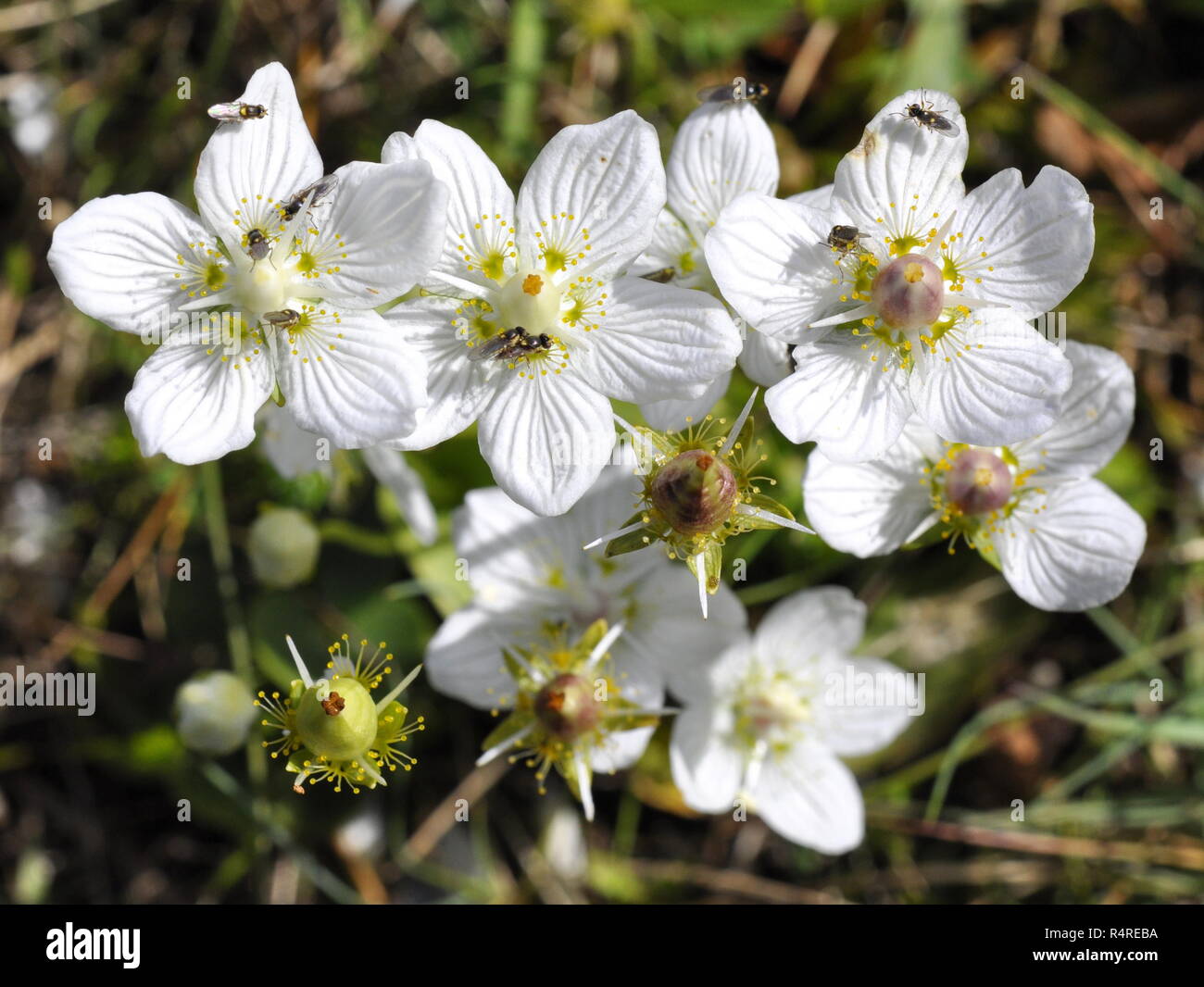 Herbe de parnassus parnassia palustris Banque de photographies et d ...
