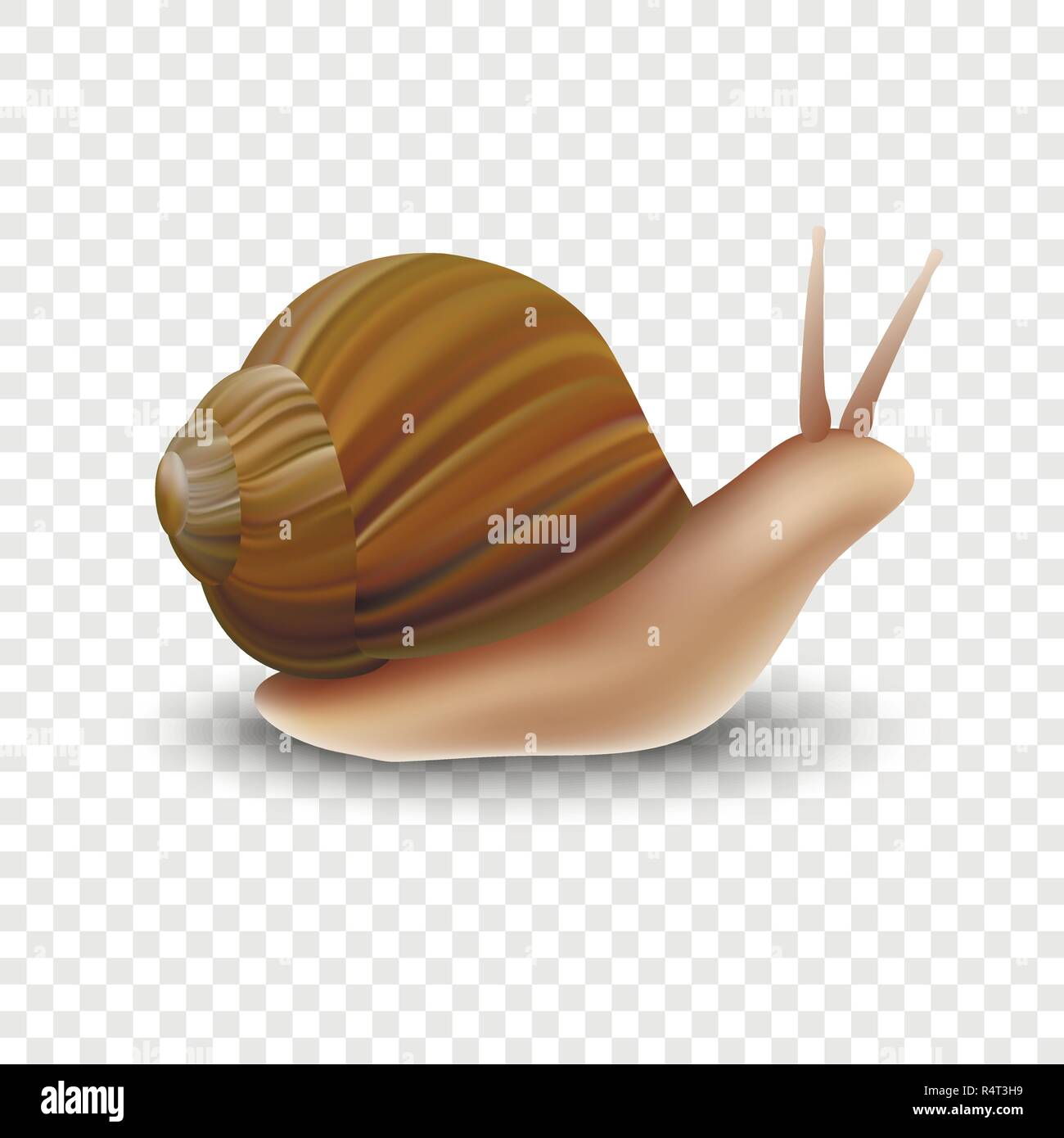 Maquette de l'escargot. Illustration réaliste de vecteur pour la ...