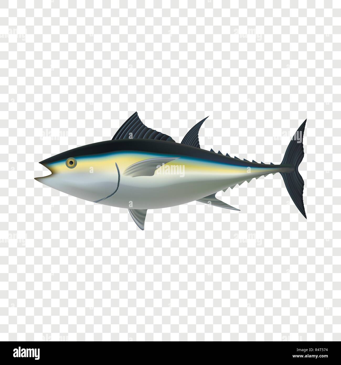 Maquette du thon. Illustration réaliste de thon pour la maquette du ...