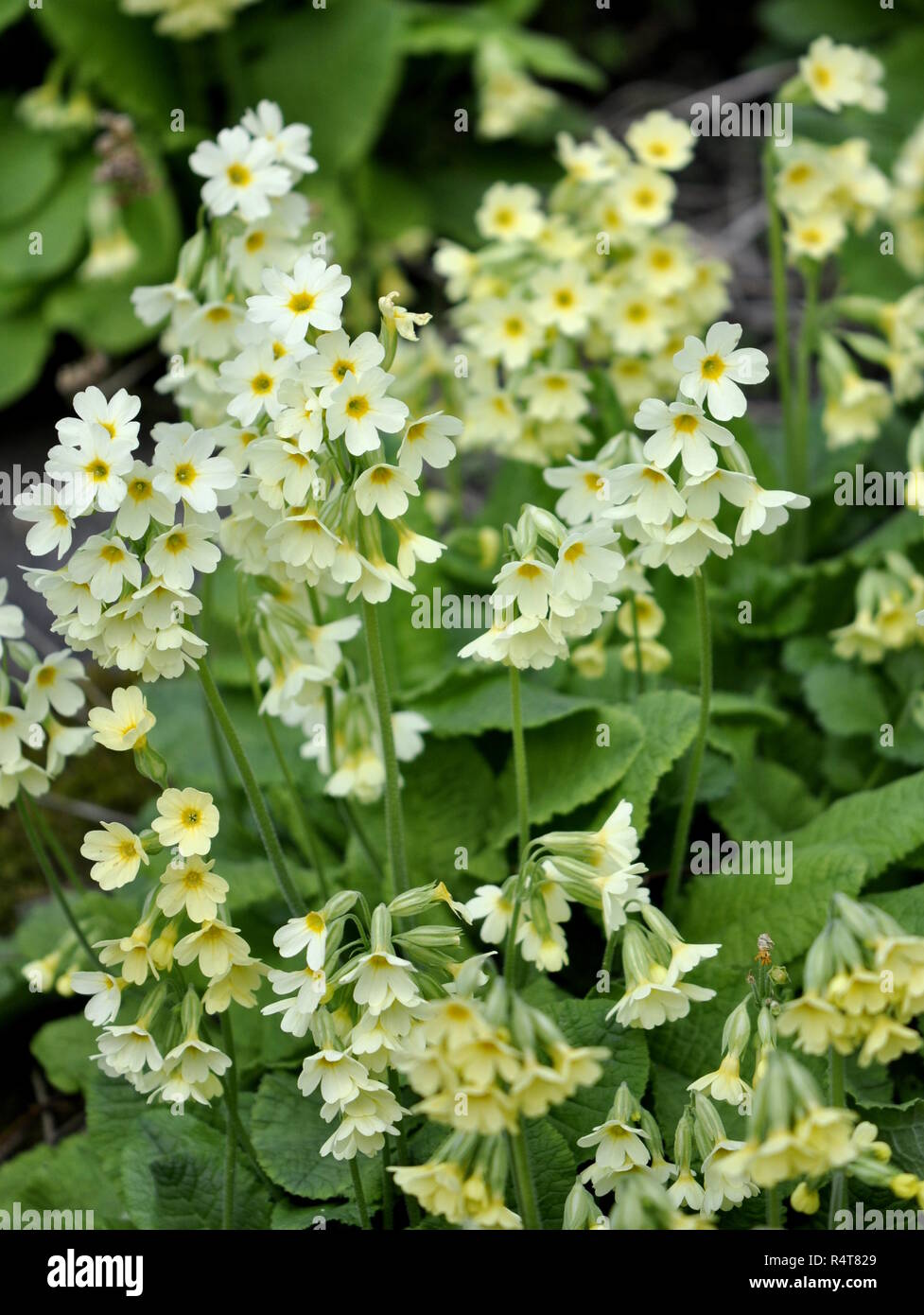 Common cowslip flowers Banque de photographies et d’images à haute ...