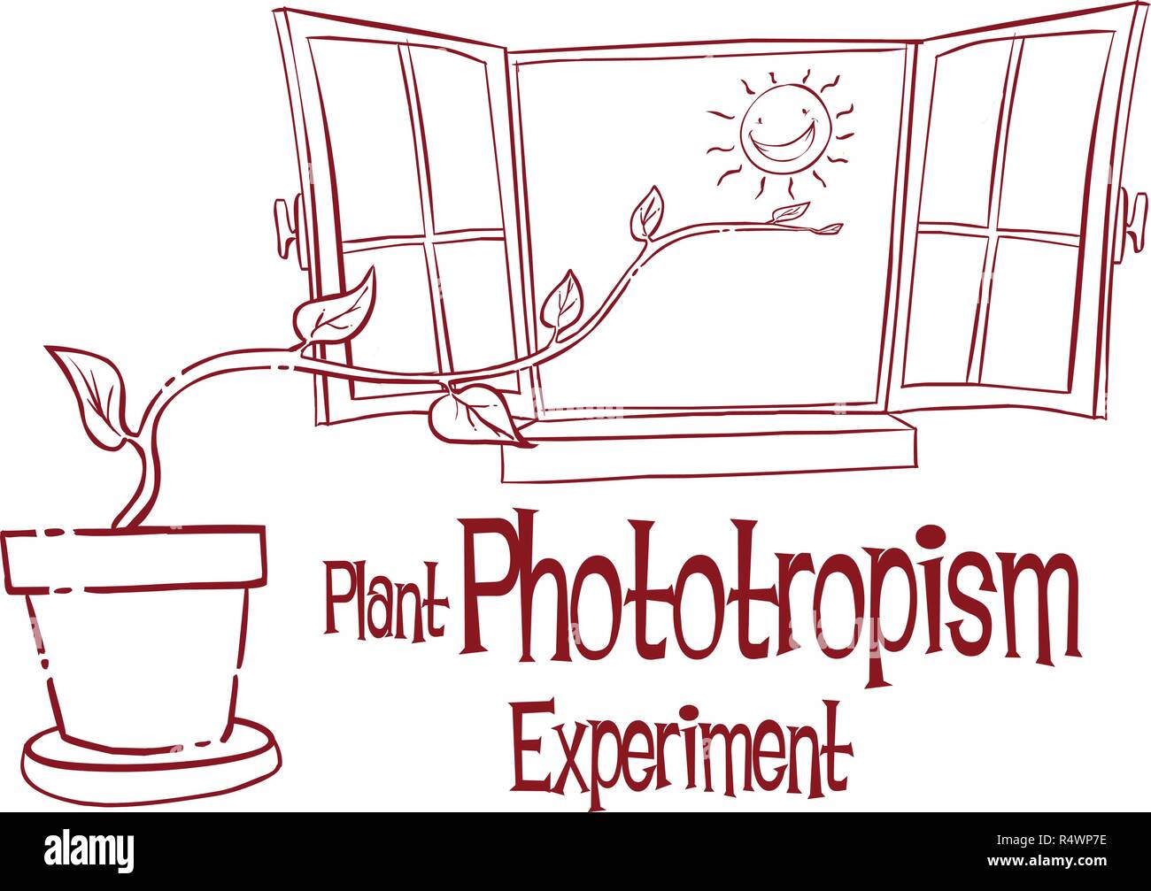 Phototropism plant Banque de photographies et d’images à haute ...