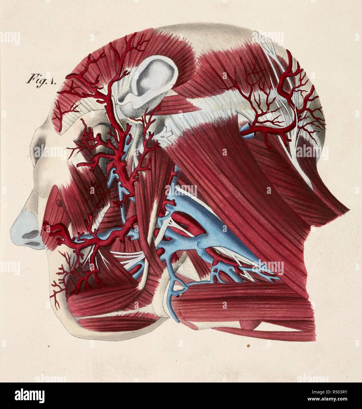 Dessin anatomique. L'arrière de la tête. Système musculaire. L'oreille ...