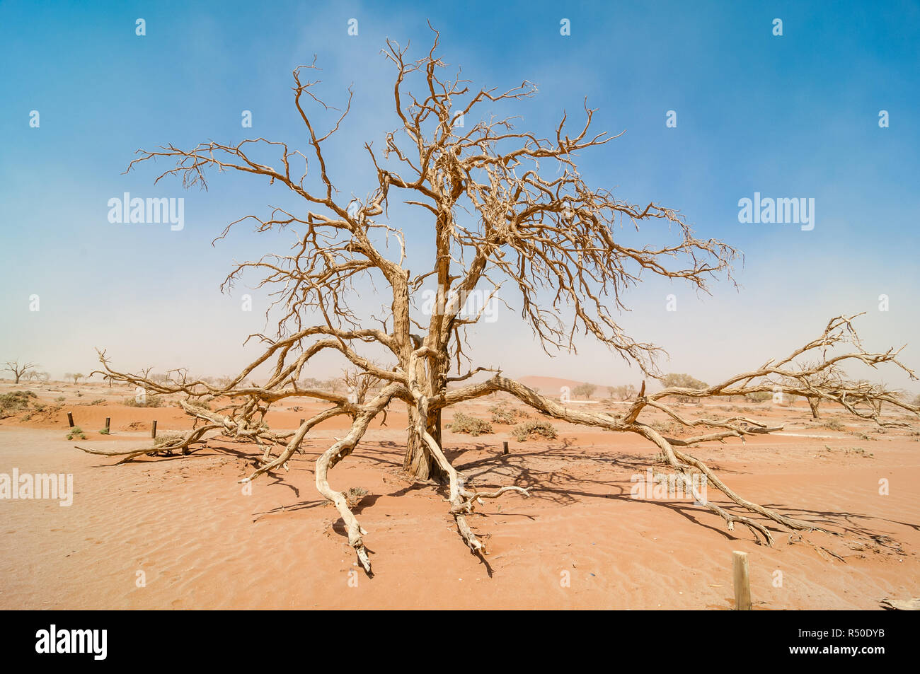 Arbre dans le désert Banque de photographies et d’images à haute ...