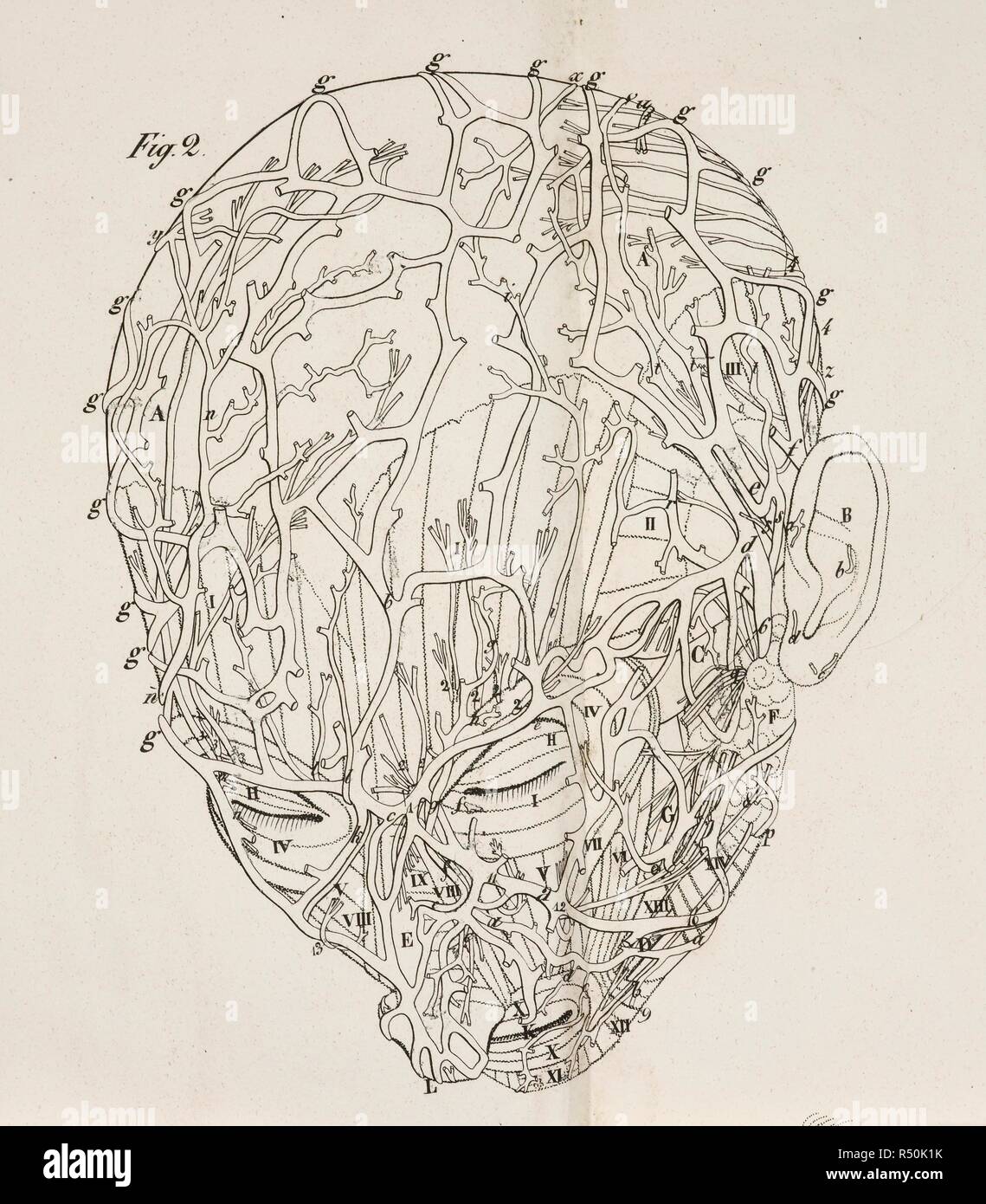 Dessin anatomique. Haut de la tête et de la face. Système musculaire ...