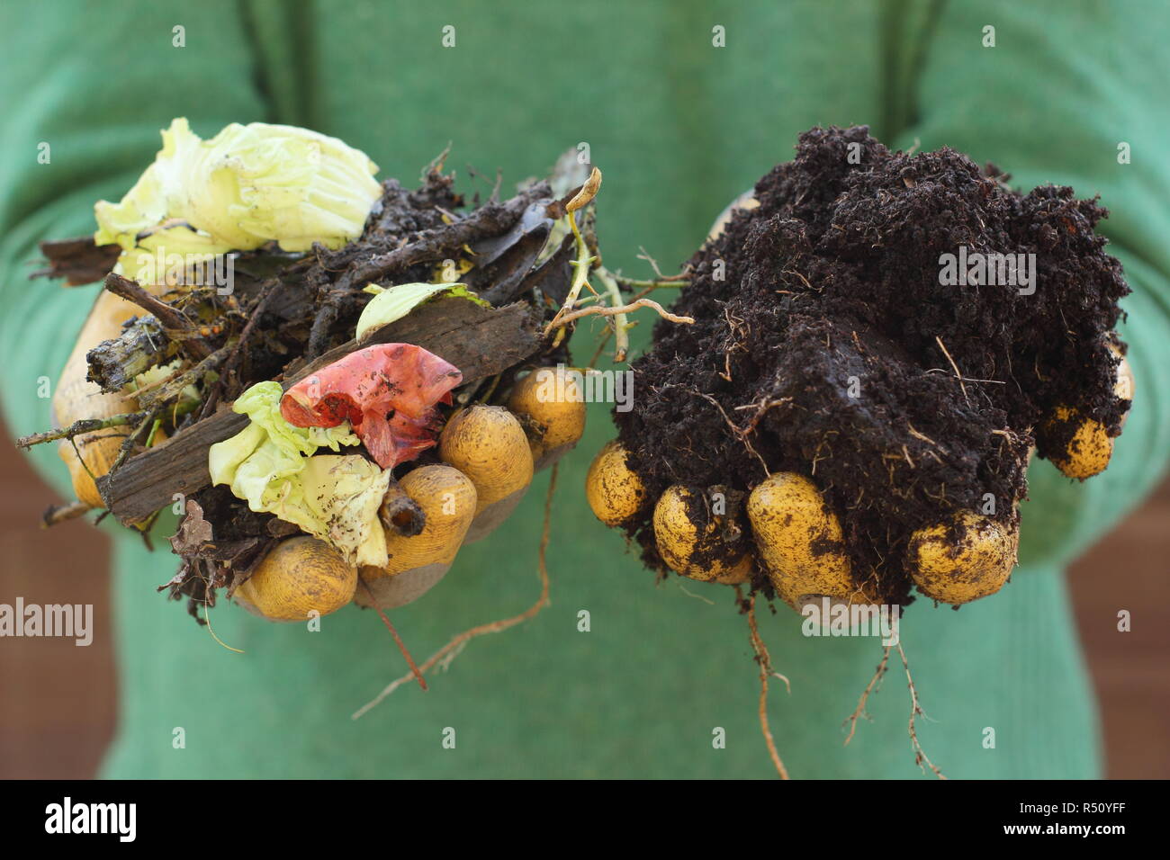 Le compostage avant après Banque de photographies et d’images à haute ...