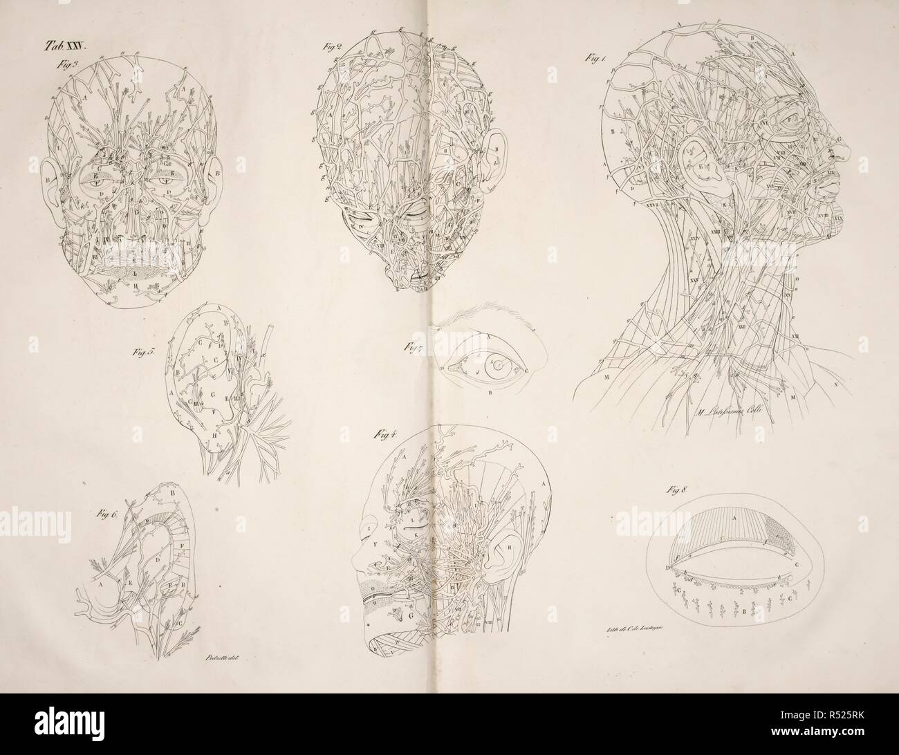 Dessin anatomique. Système circulatoire, muscles, Tête, visage, yeux ...