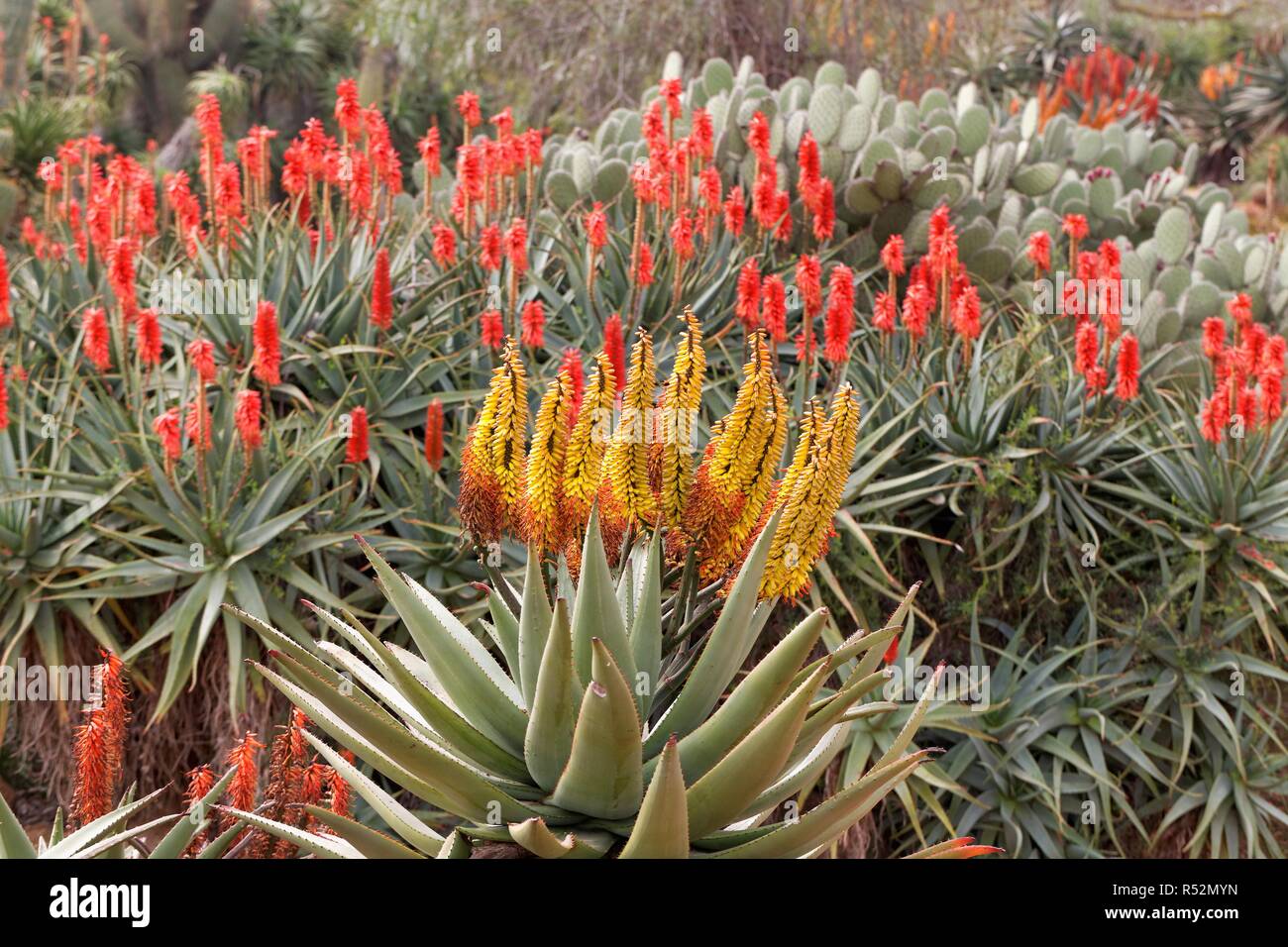Aloès du cap Banque de photographies et d’images à haute résolution - Alamy