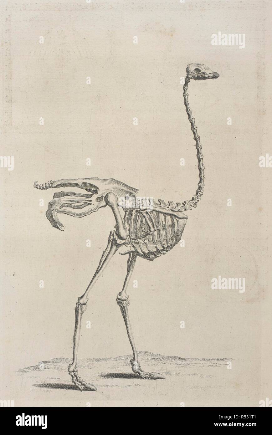 Autruche anatomie Banque de photographies et d’images à haute ...