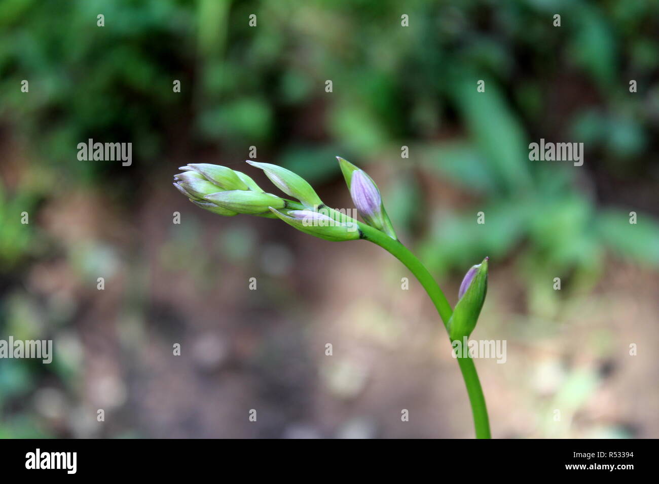 Hosta ou Plantain plante vivace herbacée fermée avec plusieurs boutons ...