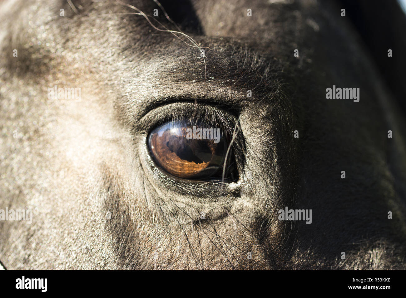 Bouchent la vue du cheval Banque de photographies et d’images à haute ...