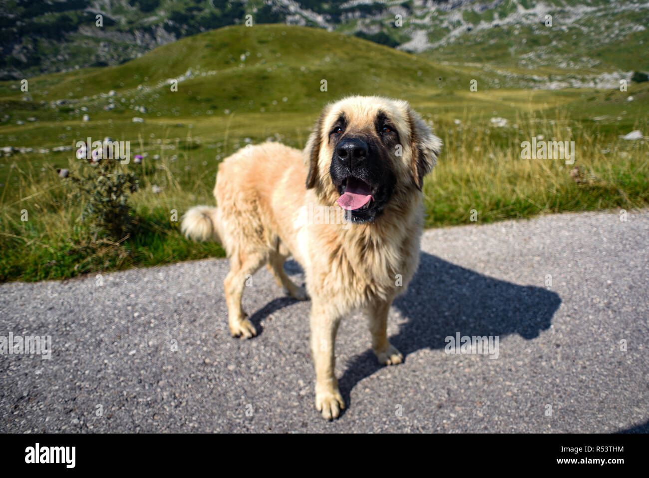 Berger De Pyrenees Banque d'image et photos - Page 2 - Alamy