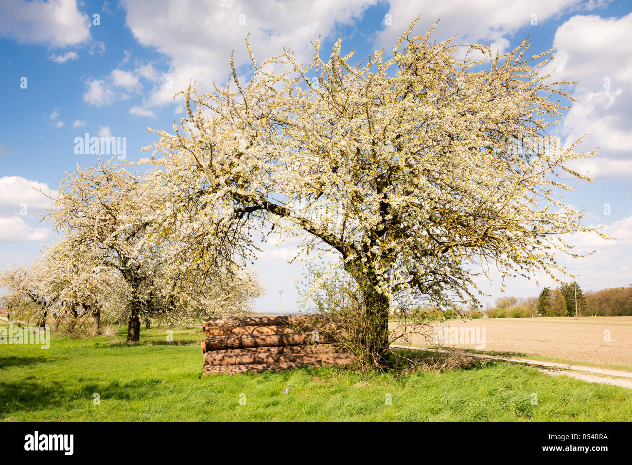 Arbres fruitiers en fleurs Banque de photographies et d’images à haute ...