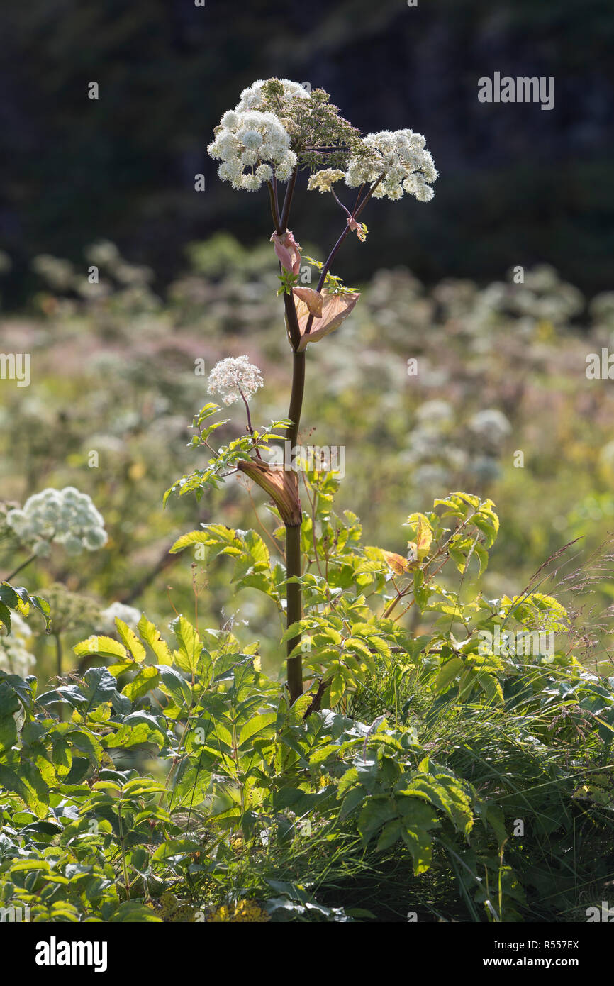 Angélique officinale Banque de photographies et d’images à haute ...