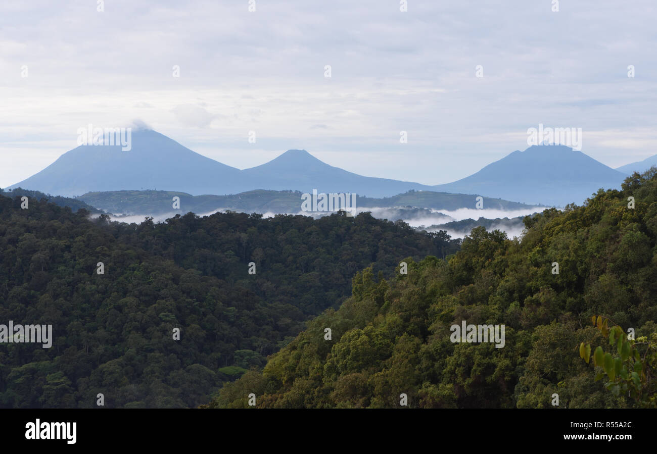 Le parc national des volcans, Rwanda et la Mgahinga Gorilla National ...