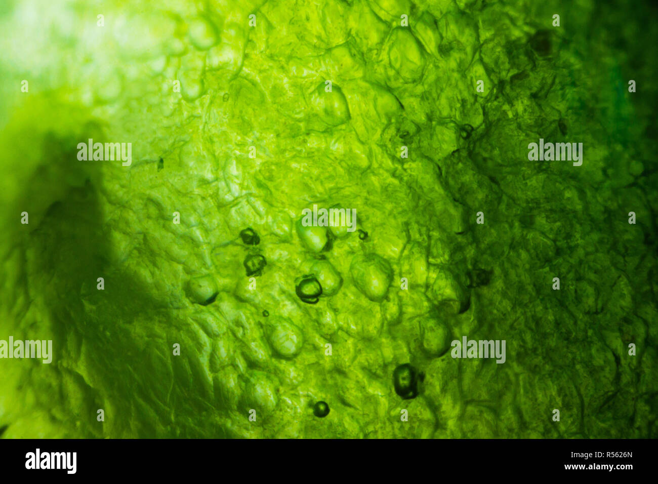 Plant cell under microscope Banque de photographies et d’images à haute ...