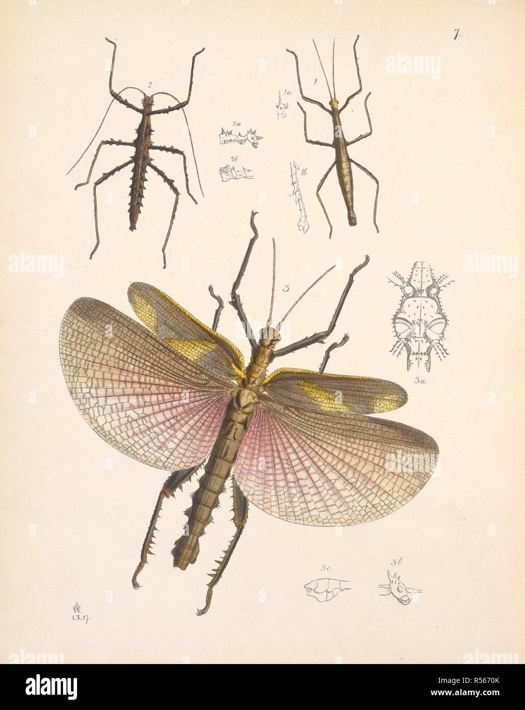 Ordre des insectes Banque de photographies et d’images à haute ...