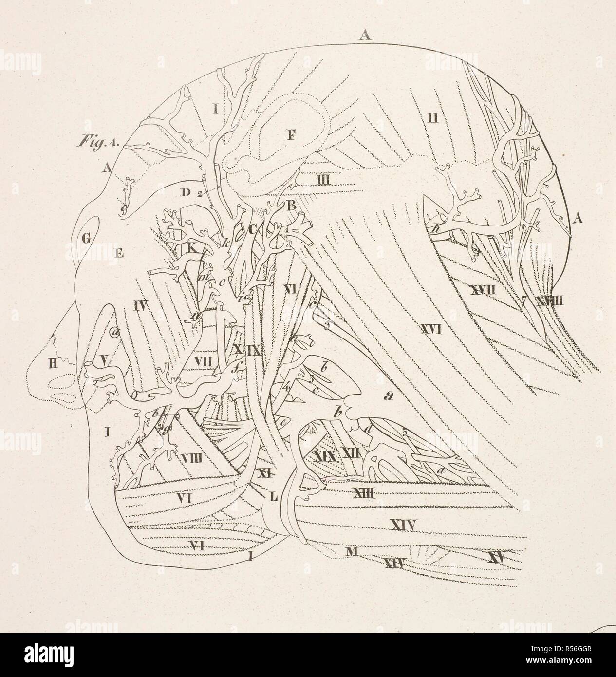 Dessin anatomique. L'arrière de la tête. Système musculaire. L'oreille ...