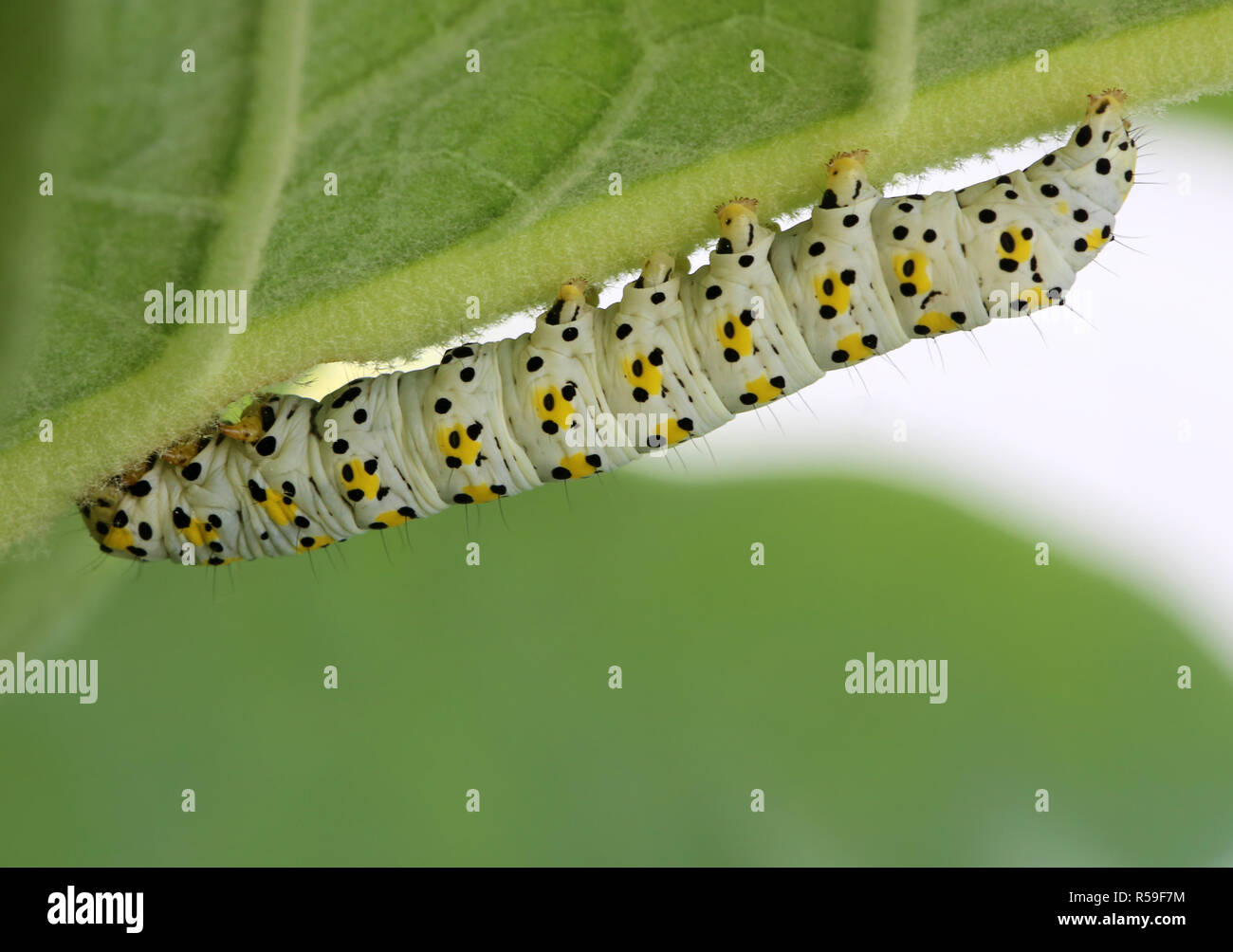 Noctuidae drawing Banque de photographies et d’images à haute ...