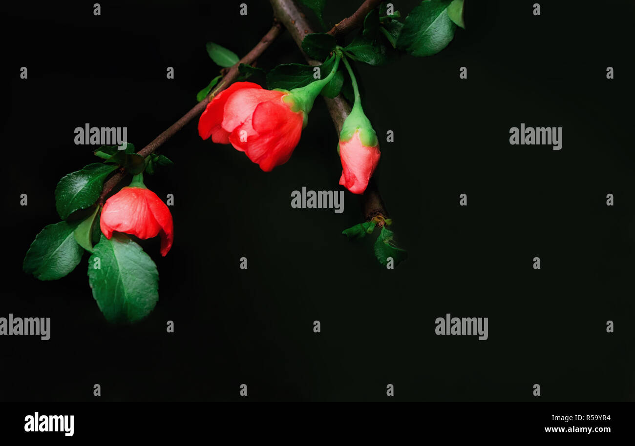Fleur de coing rouge Banque de photographies et d’images à haute ...
