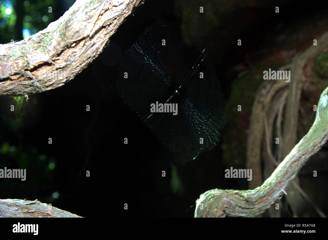 Teias capturadoras Banque de photographies et d’images à haute ...