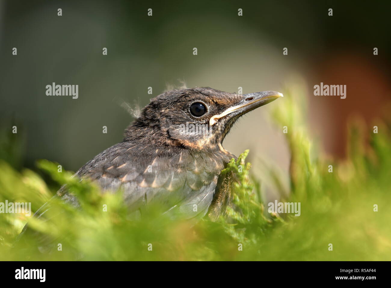 Merle poussin oiseau jeune Banque de photographies et d’images à haute ...