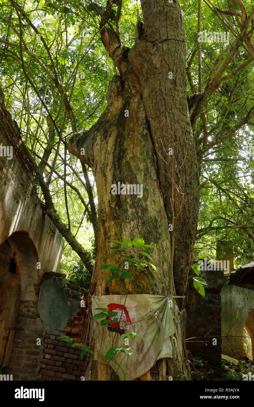 La forêt sacrée de Ouidah, un roi transformé en un arbre. Faire de ...