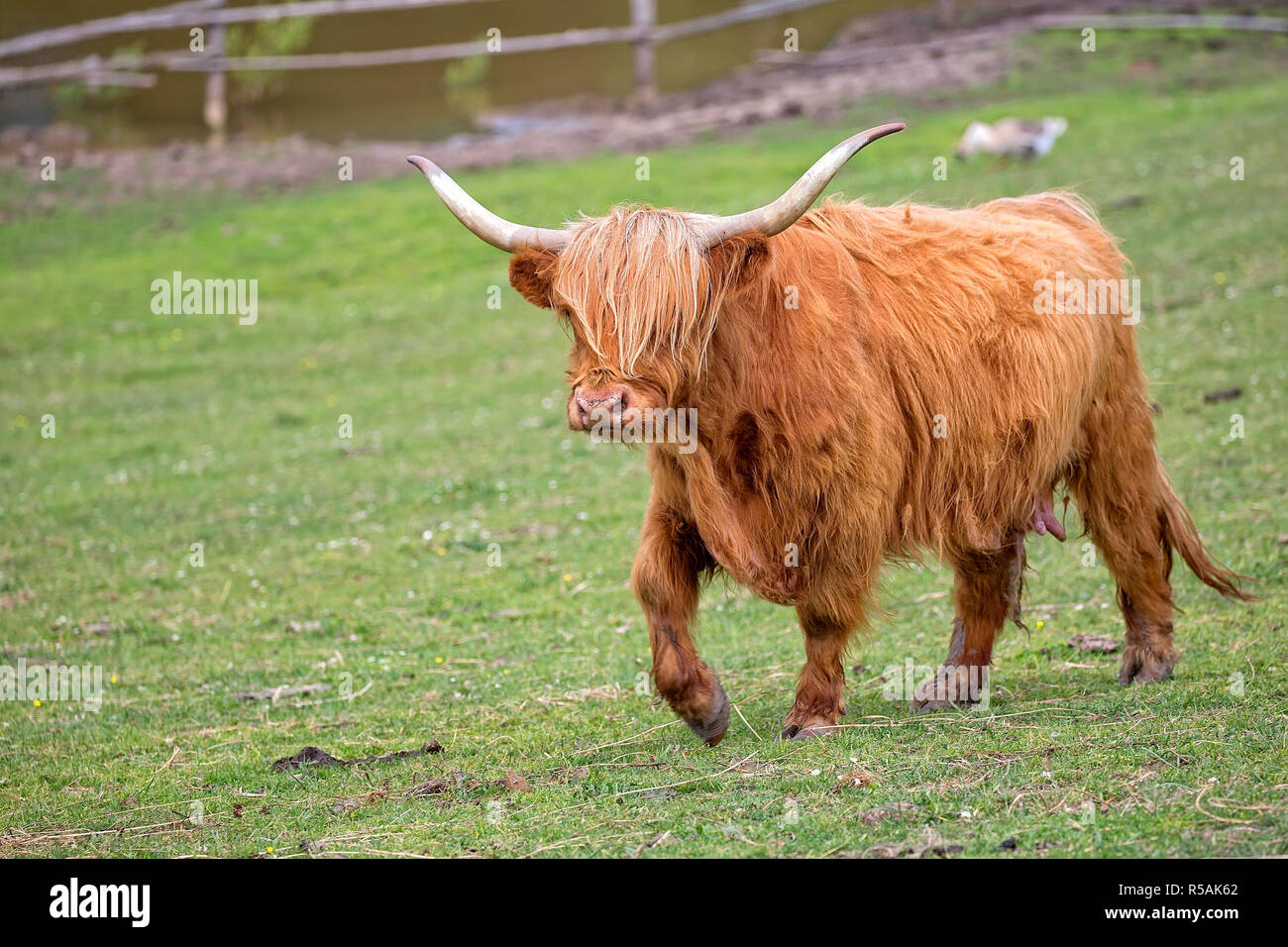 Vache highland blanche dans un champ vert Banque de photographies et d ...