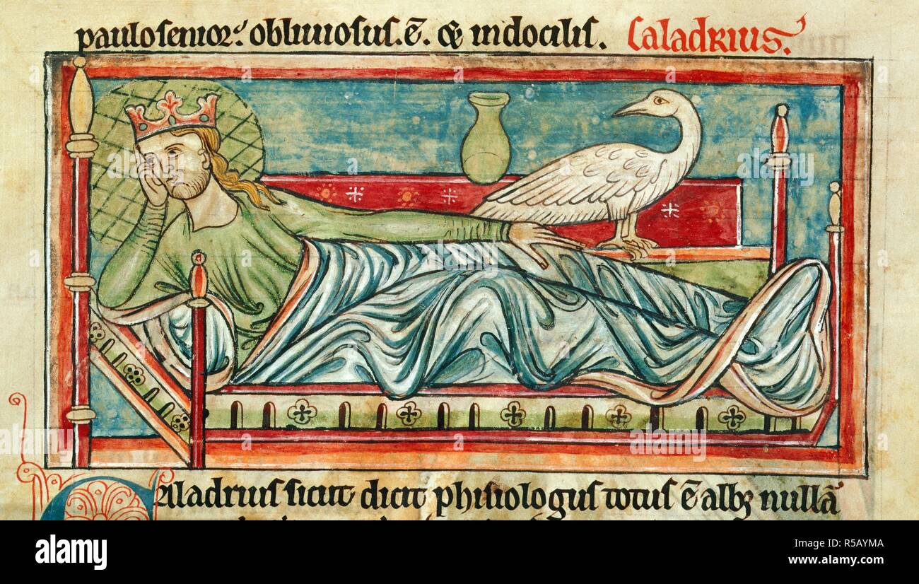 Oiseau caladrius Banque de photographies et d’images à haute résolution ...