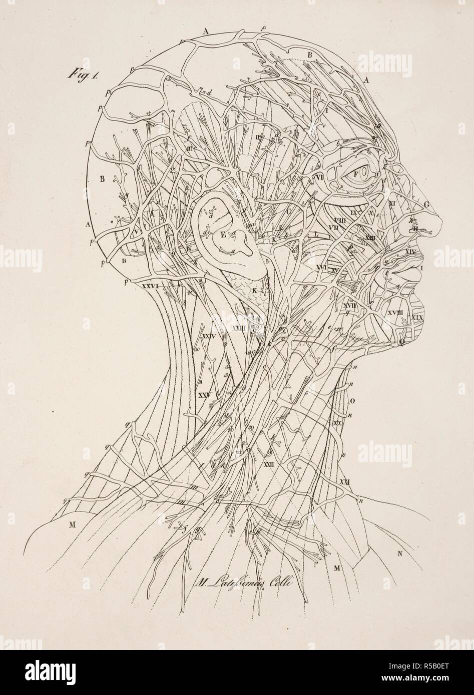 Dessin anatomique. Profil de la tête et du cou. Système musculaire. L ...