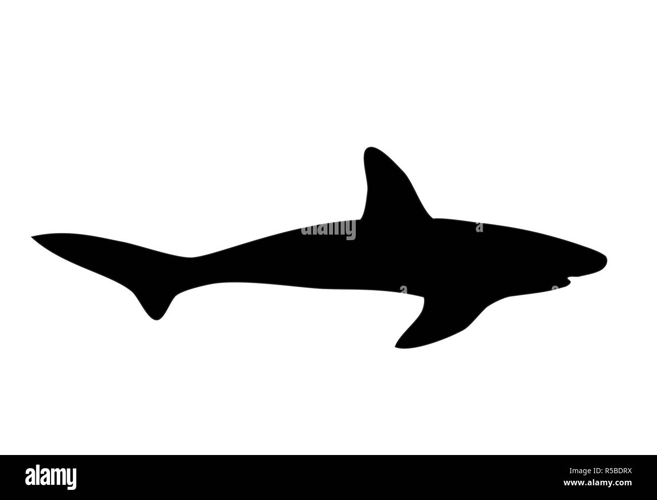 Silhouette noire requin isolé sur fond blanc. Grand prédateur marin ...