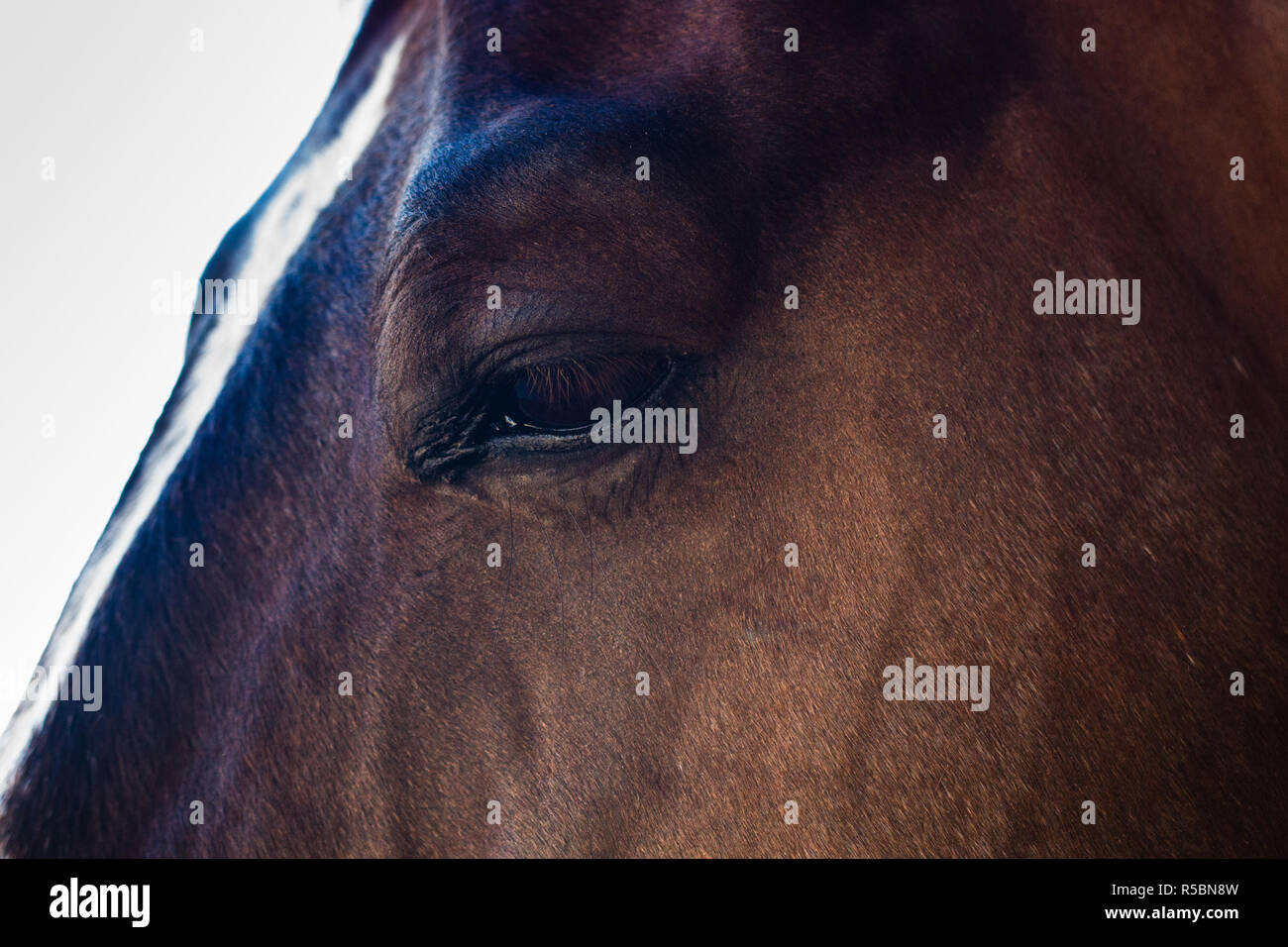 Eye veins Banque de photographies et d’images à haute résolution - Alamy