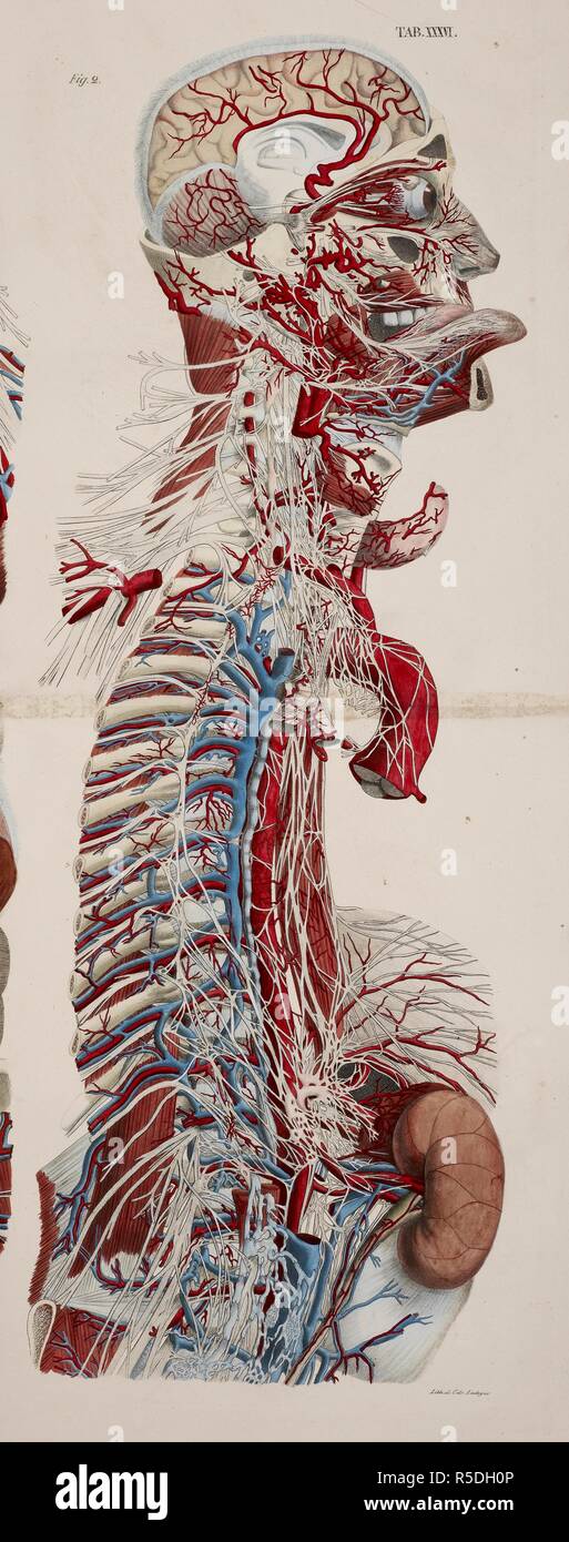 Dessin anatomique. Vue de côté. Colonne vertébrale Thorax et tête ...