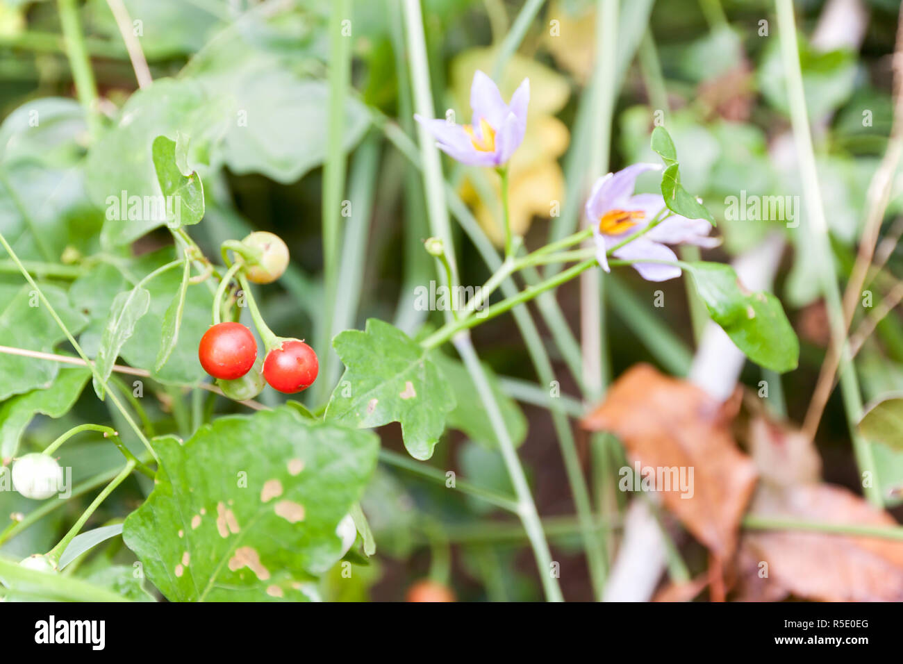 Solanum indicum Banque de photographies et d’images à haute résolution ...