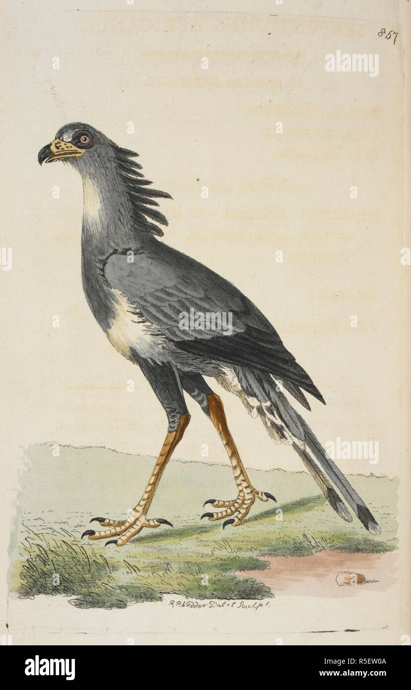 Serpentarius africanus Banque de photographies et d’images à haute ...